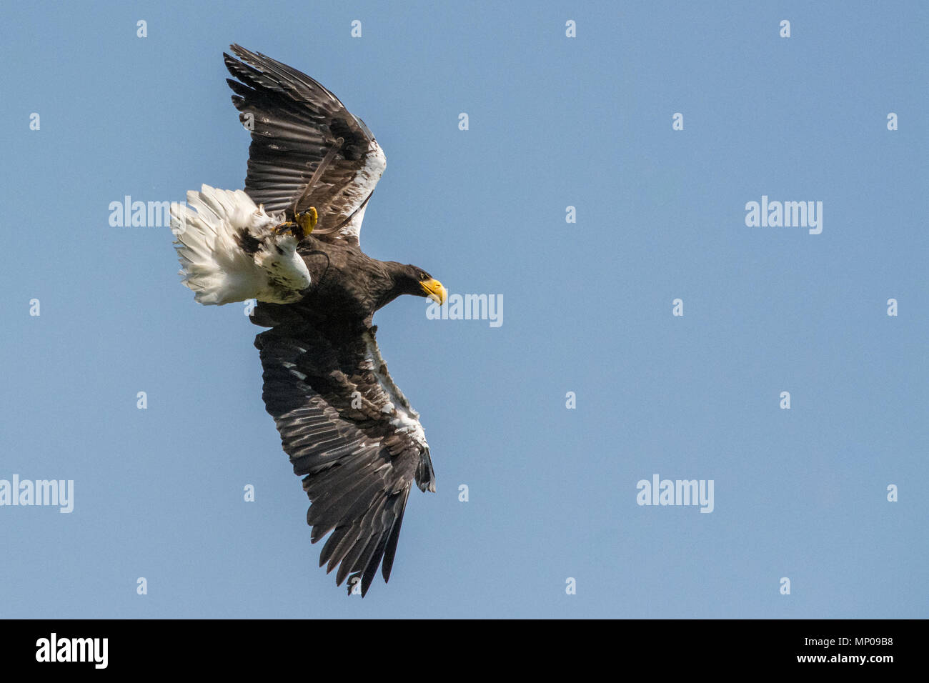 Stellar Sea Eagle in flight during a flight demonstration Stock Photo ...