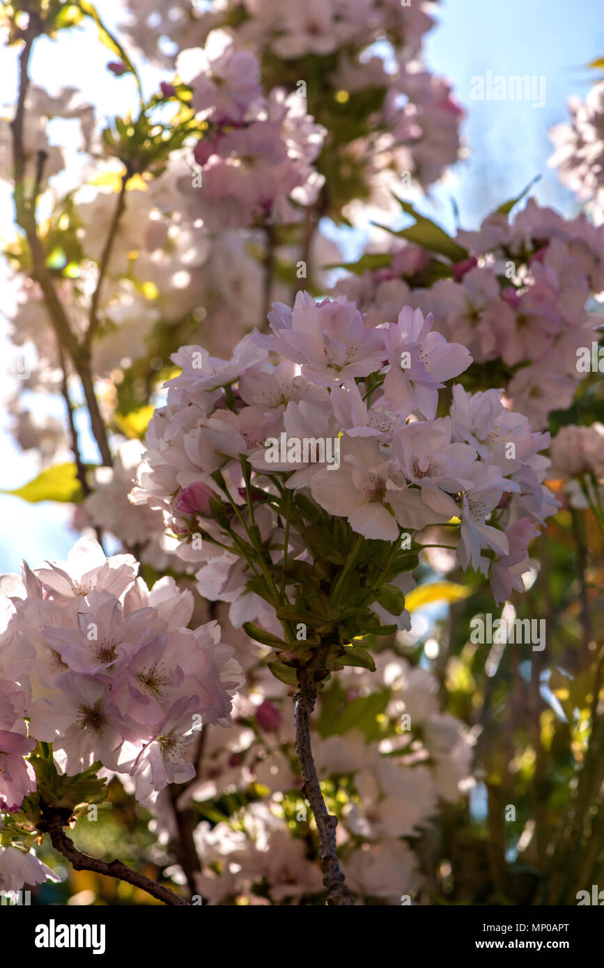 Cherry tree display hi-res stock photography and images - Alamy