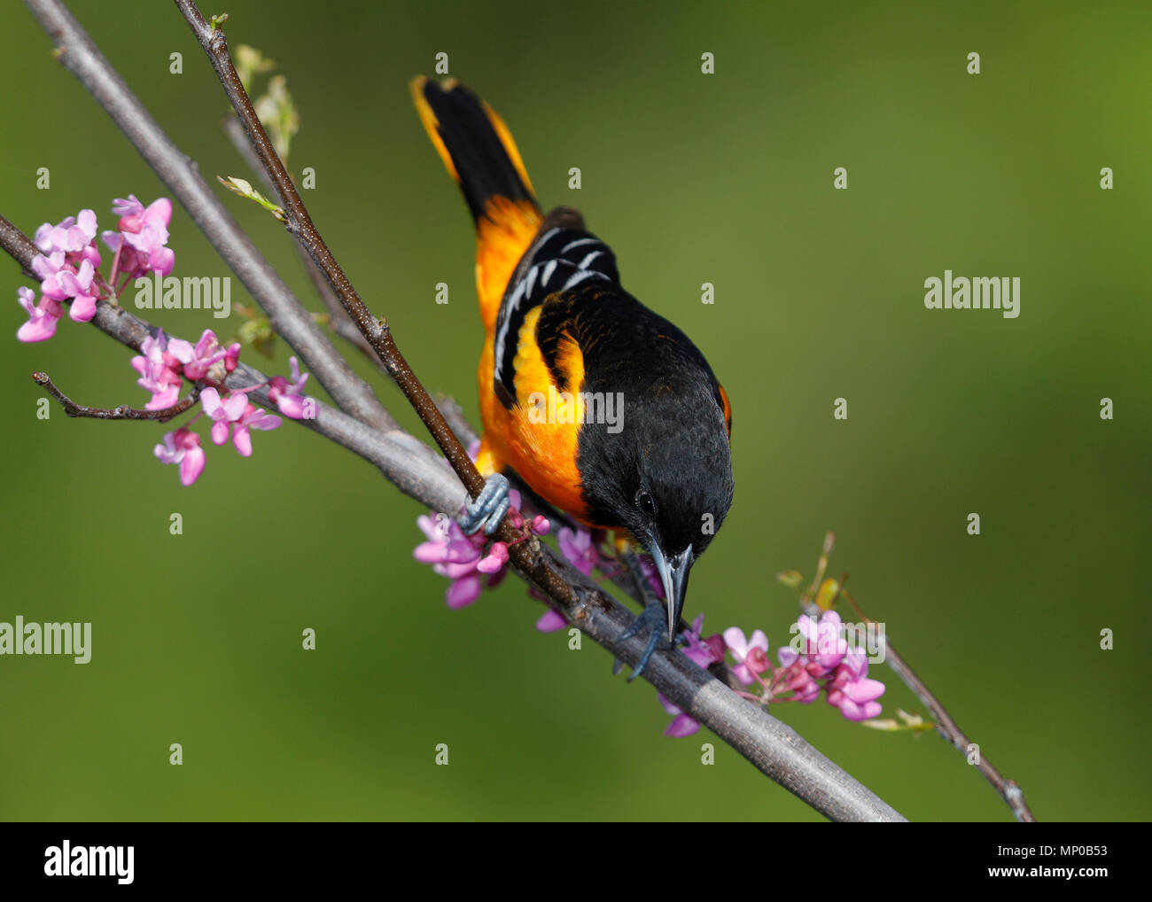 Male Baltimore Oriole Icterus Galbula Perched In An Eastern Redbud