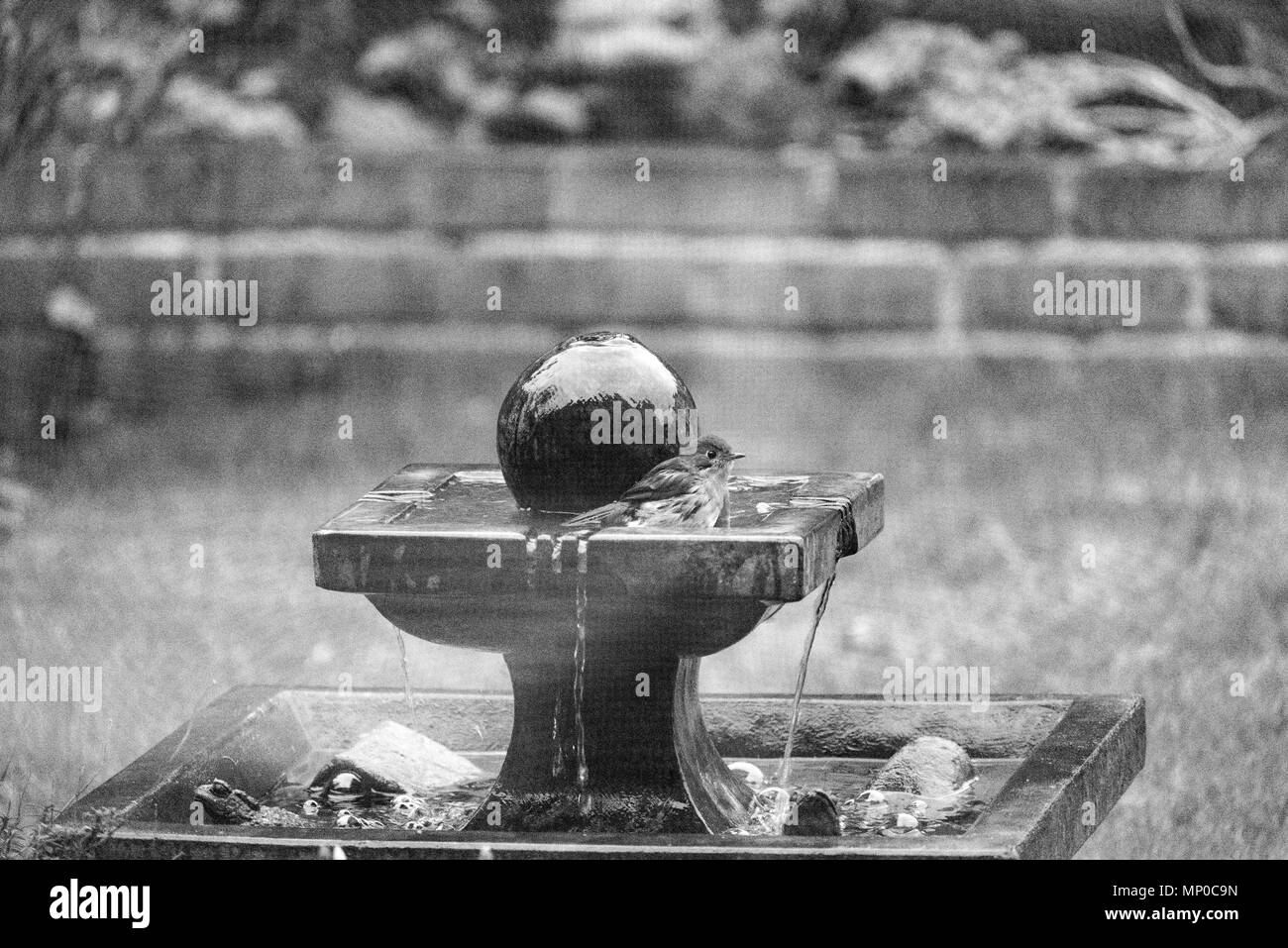 Robin bathing in greyscale garden water feature Stock Photo - Alamy