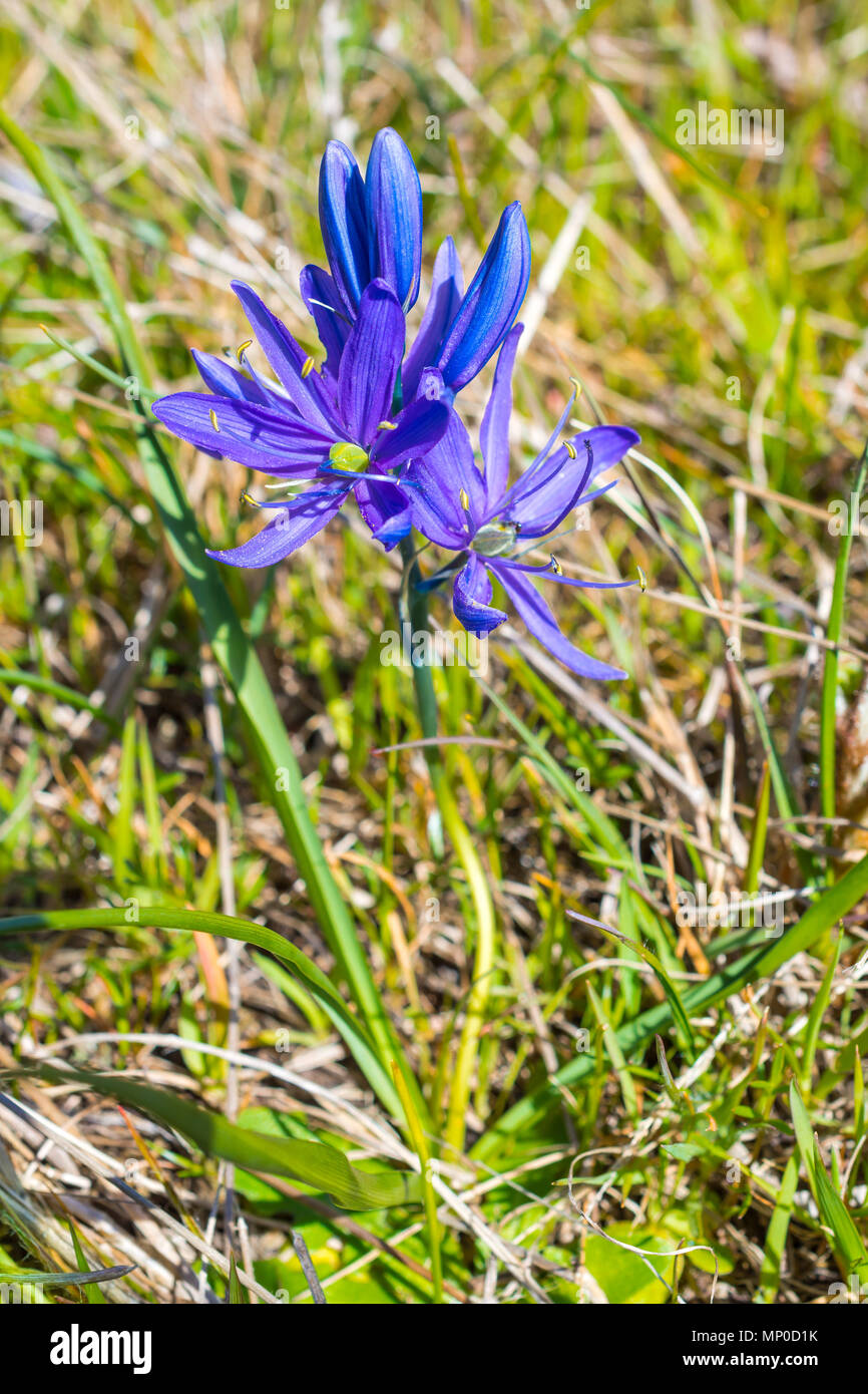 Camas - Camassia quamash - plant in flower, Hornby Island, BC, Canada ...