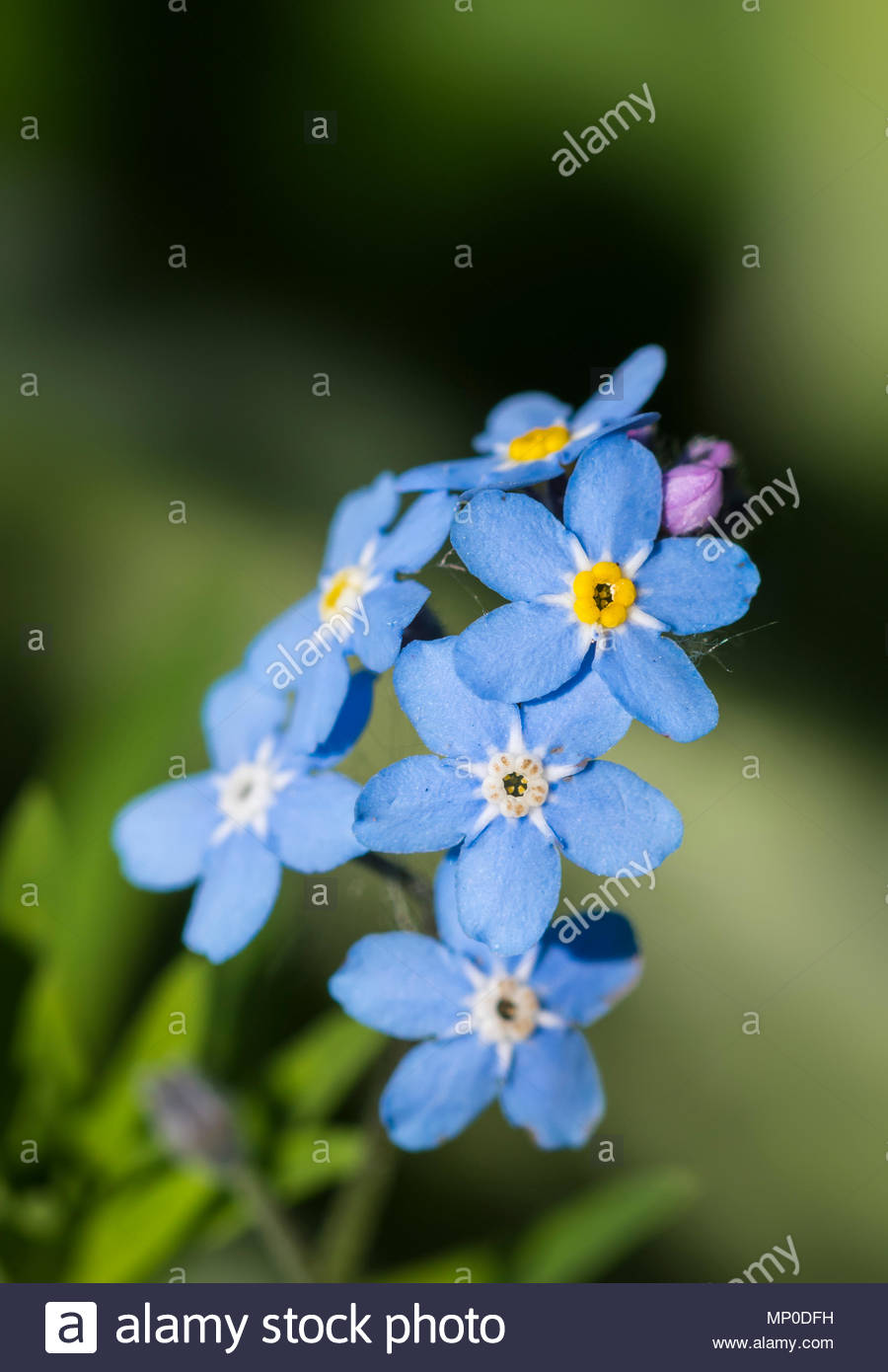 Scorpion Grass Stock Photos & Scorpion Grass Stock Images - Alamy