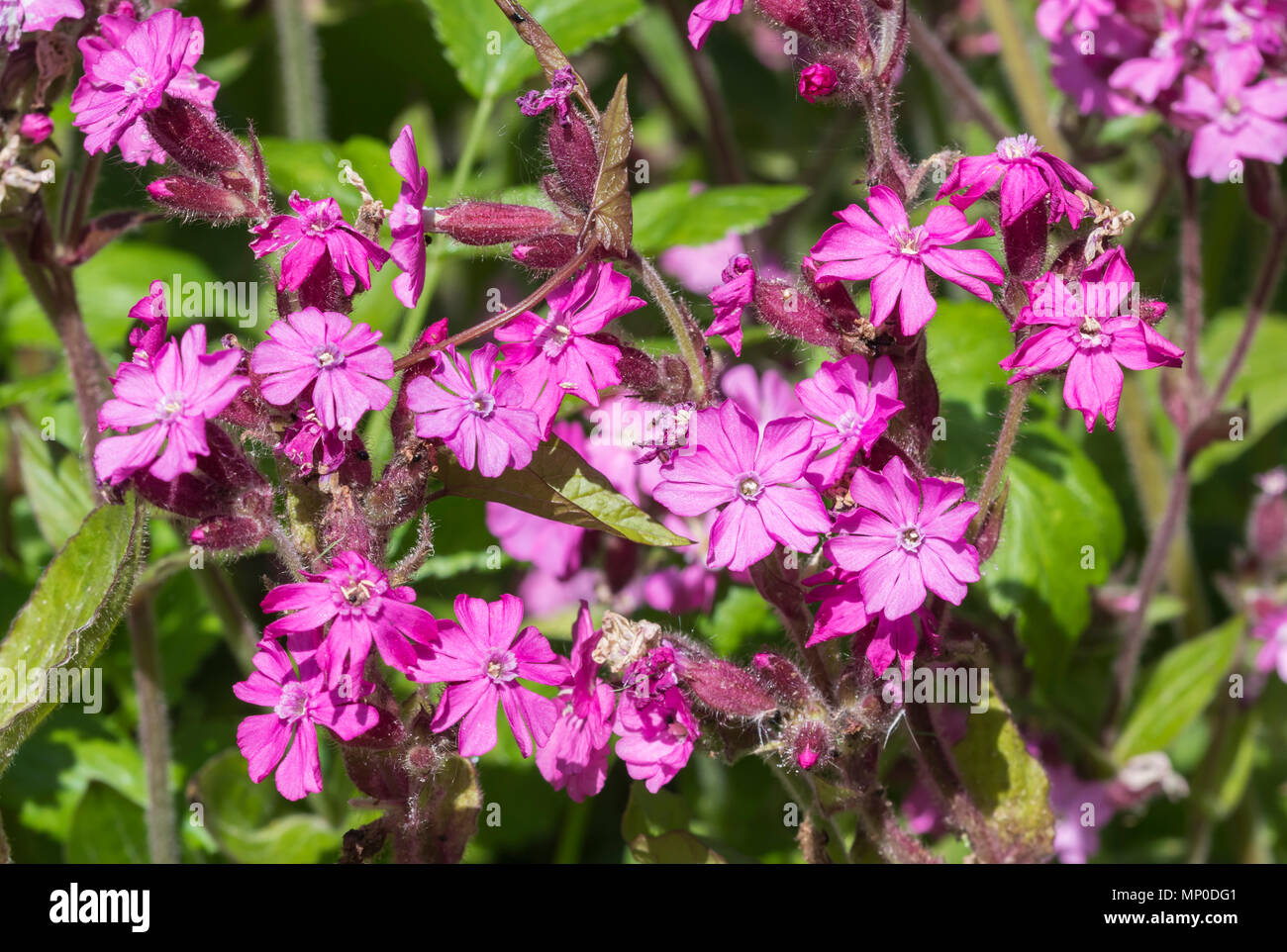 Red campion hi-res stock photography and images - Alamy