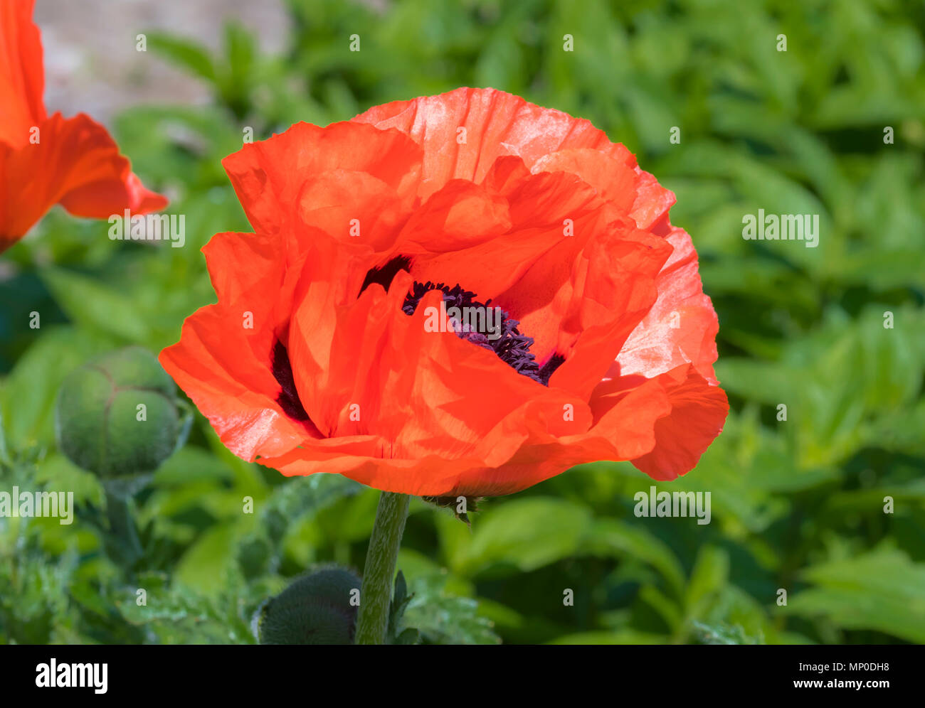 Red poppy uk hi-res stock photography and images - Alamy