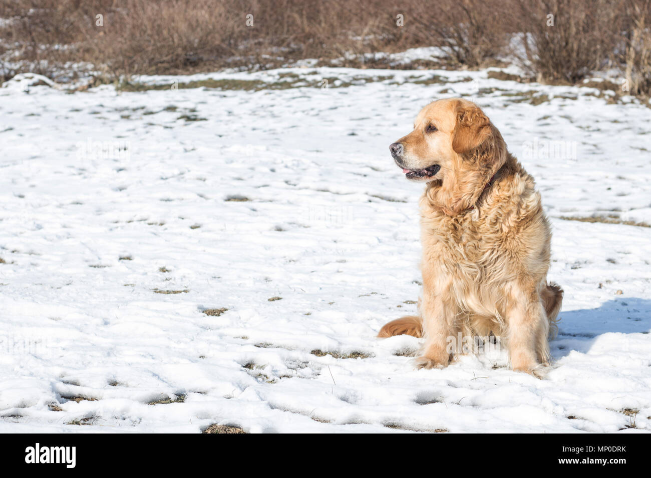 golden retriever dog winter portrait Stock Photo - Alamy