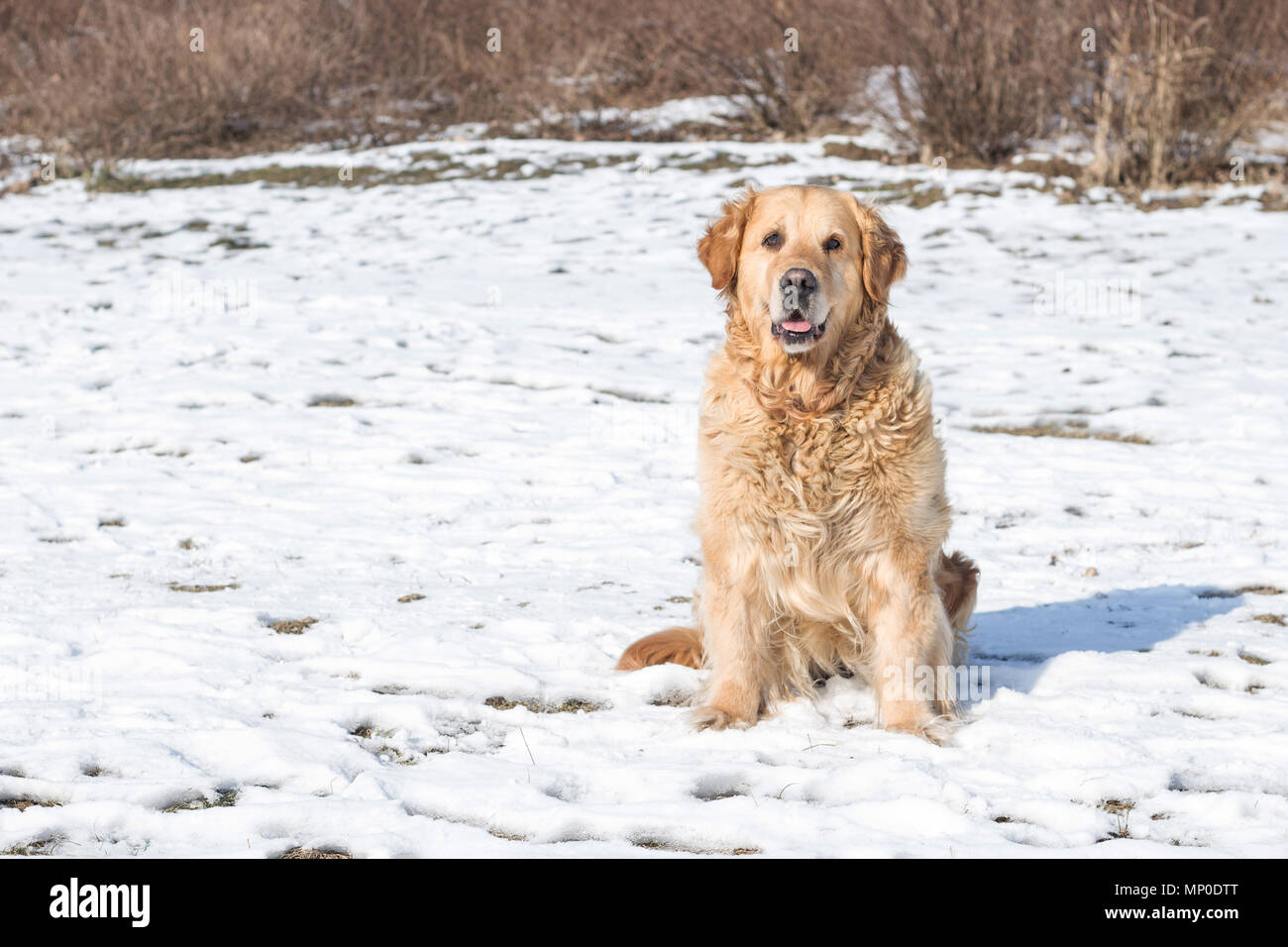 golden retriever dog winter portrait Stock Photo - Alamy