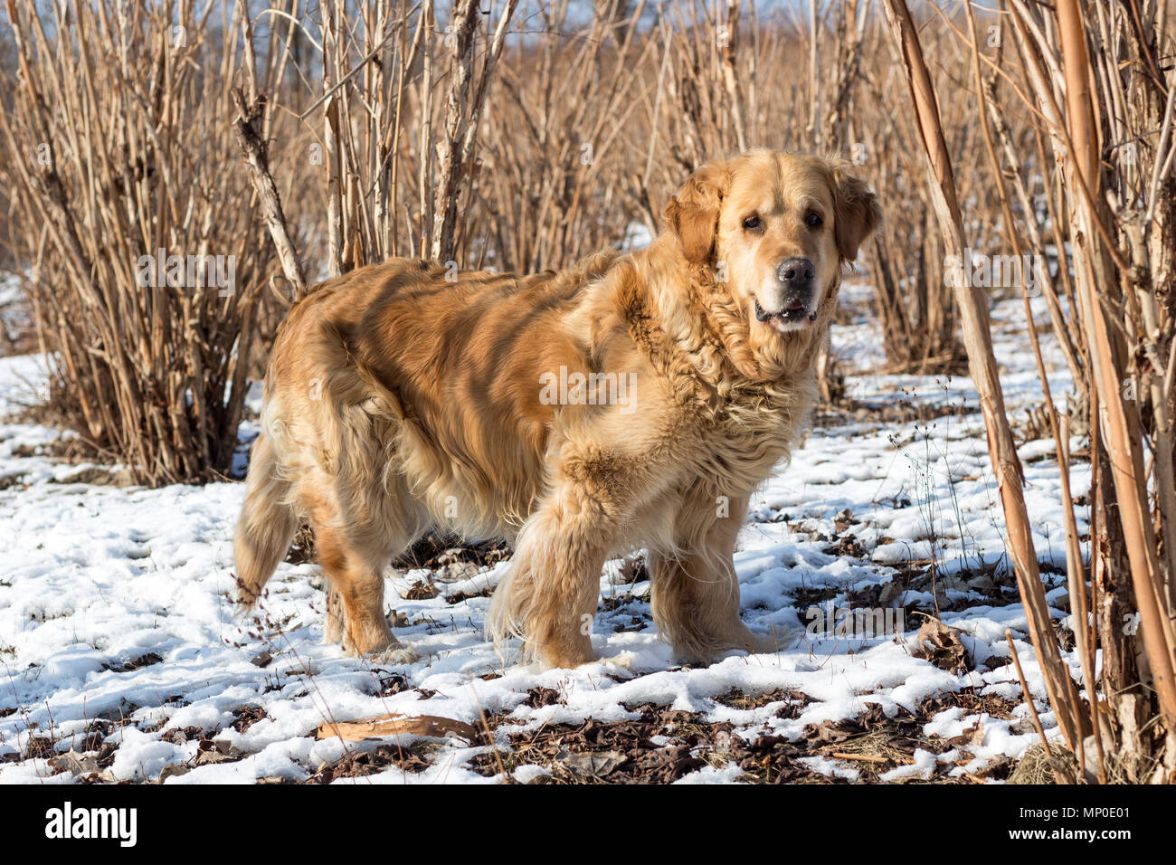 golden retriever dog winter portrait Stock Photo - Alamy