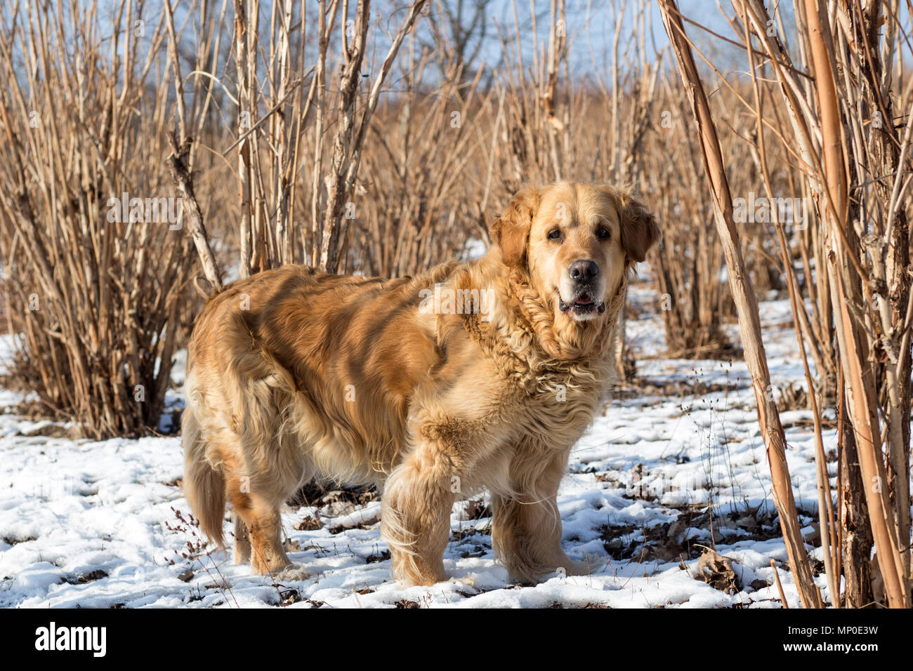 golden retriever dog winter portrait Stock Photo - Alamy