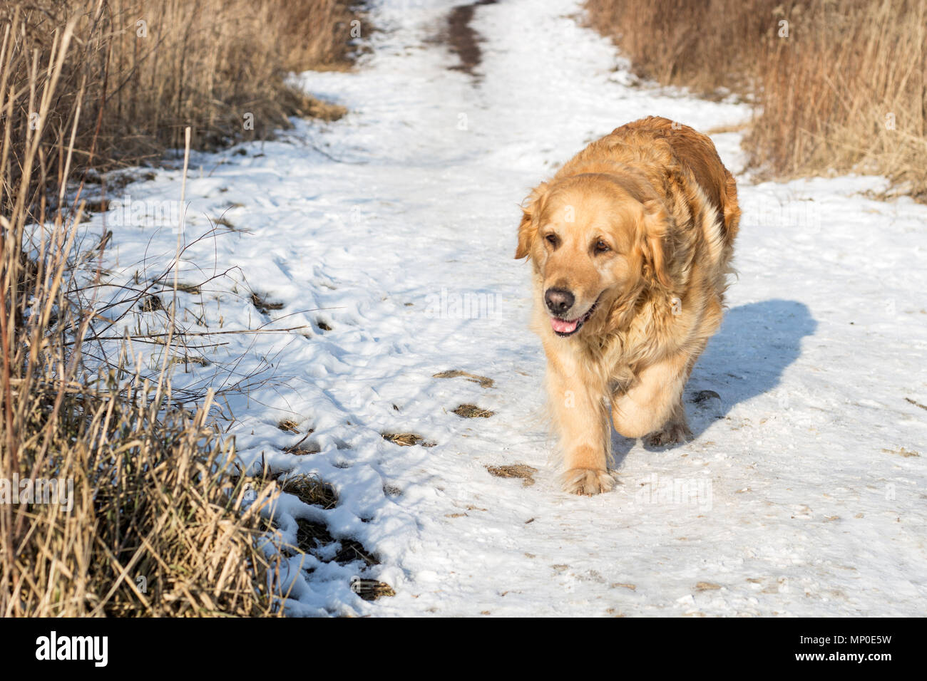 golden retriever dog winter portrait Stock Photo - Alamy