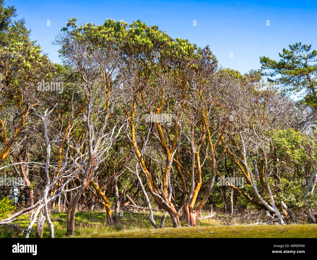 Arbutus unedo trees, Helliwell Provincial Park, Hornby Island, BC ...