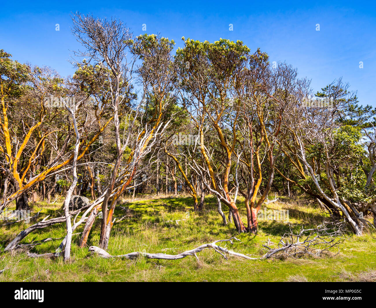 Arbutus unedo trees, Helliwell Provincial Park, Hornby Island, BC ...