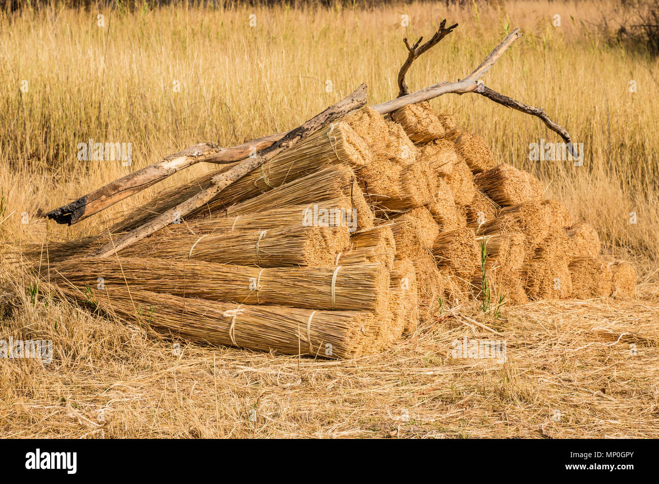 Thatching grass hi-res stock photography and images - Alamy