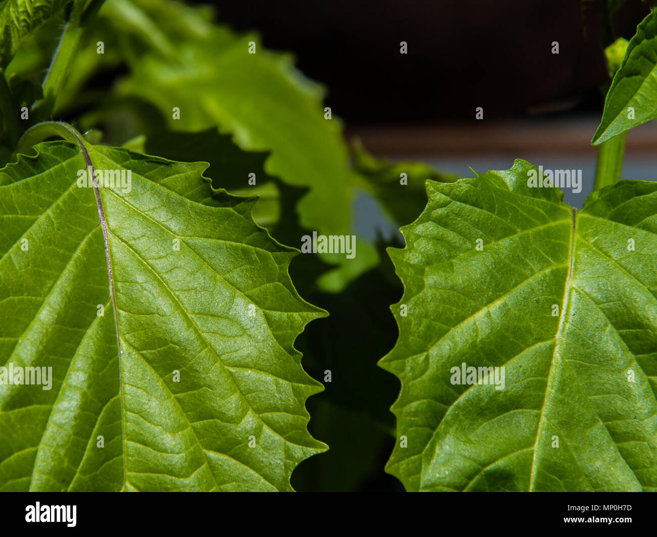 Image made in greenhouse. Spring Green inspires gardeners to begin the ...