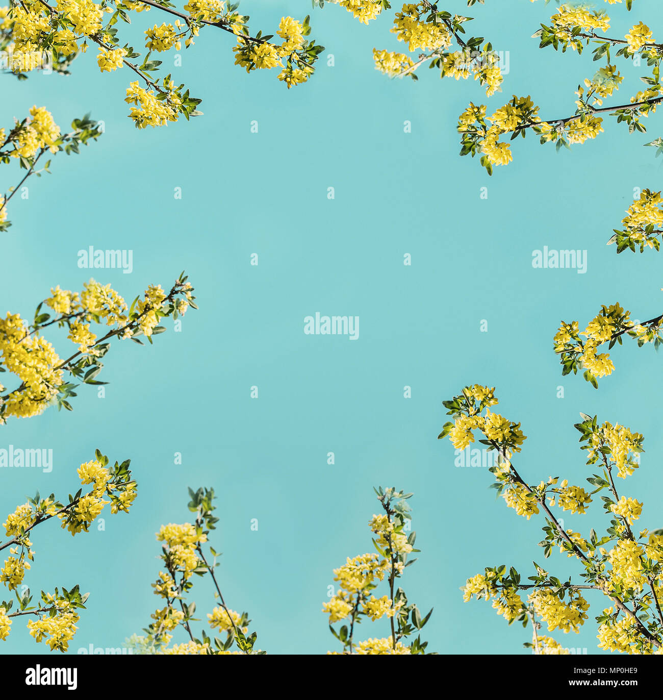Yellow branch blossom layout frame at blue background Stock Photo - Alamy