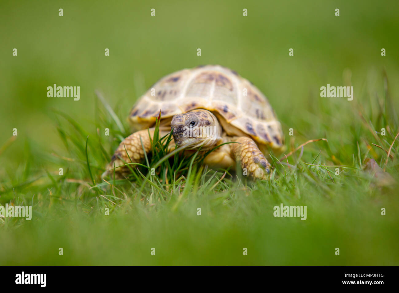 Tortoise shell color hi-res stock photography and images - Alamy