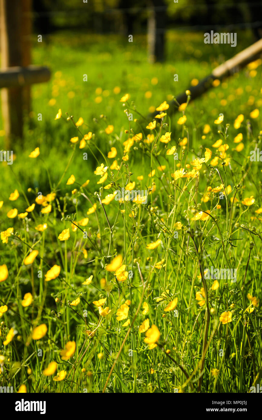 Kingcups hi-res stock photography and images - Alamy