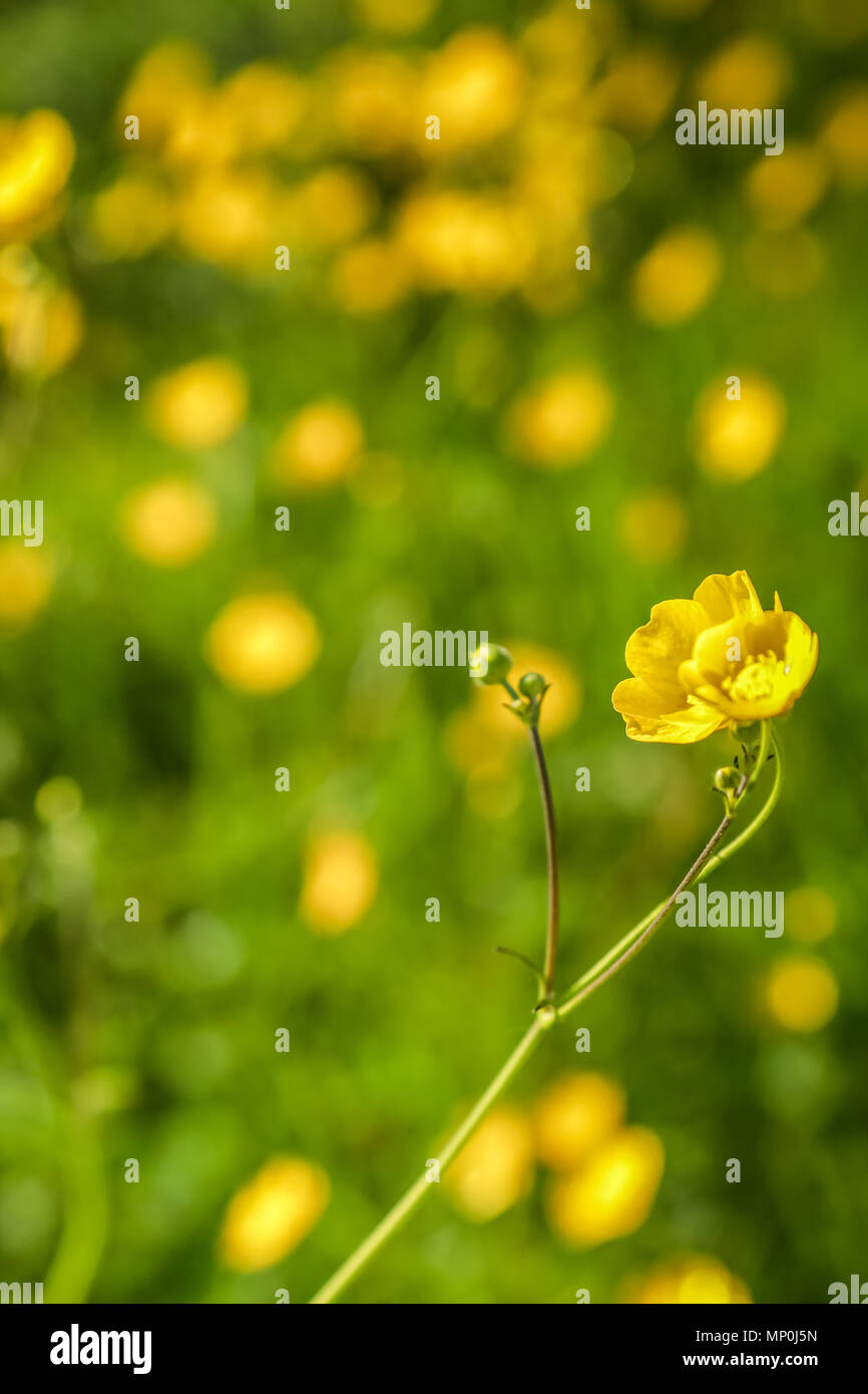 Kingcups High Resolution Stock Photography and Images - Alamy