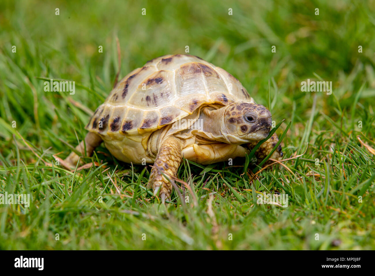 Tortoise egg hi-res stock photography and images - Alamy