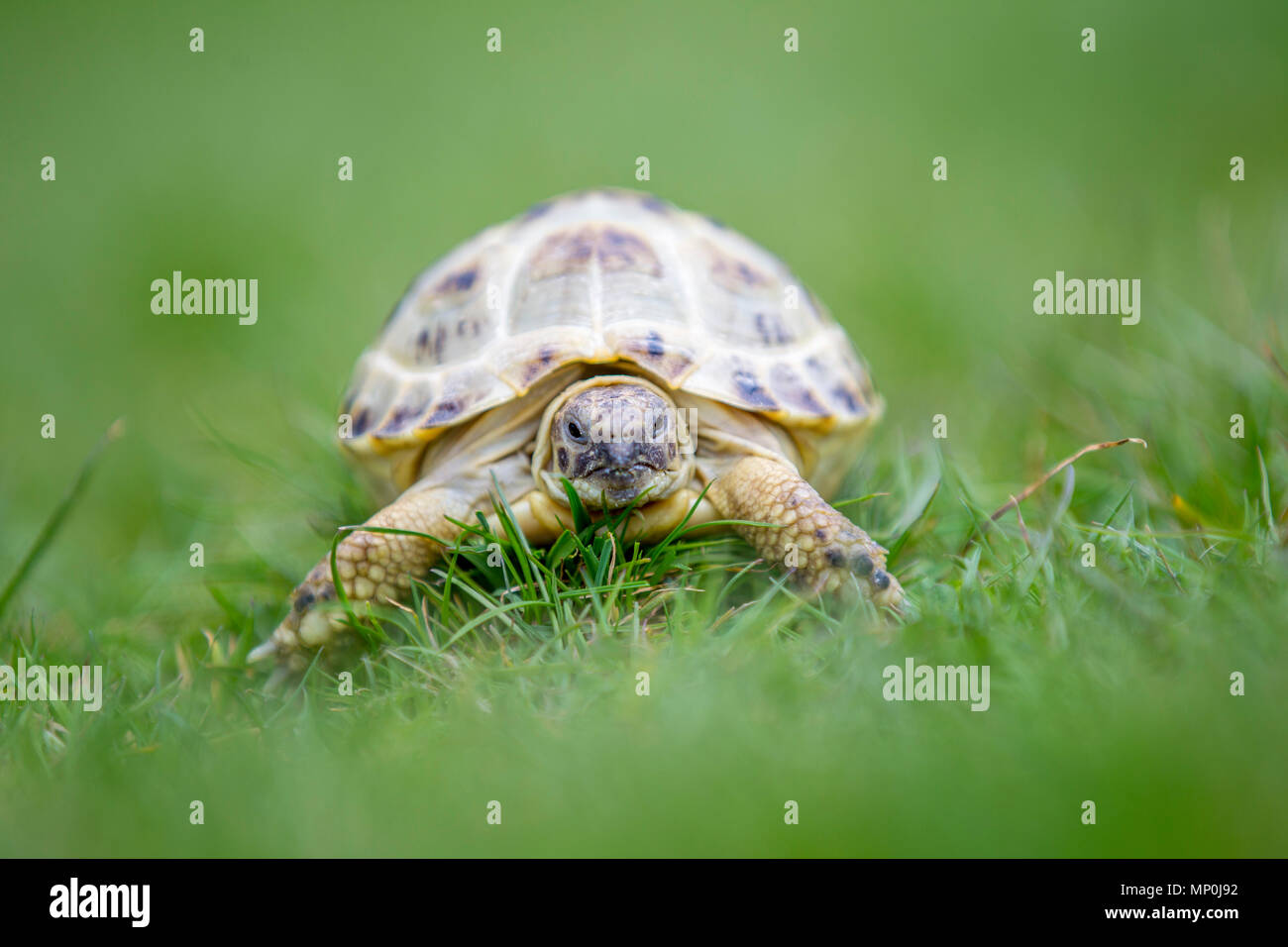 Tortoise crawling along the grass Stock Photo - Alamy