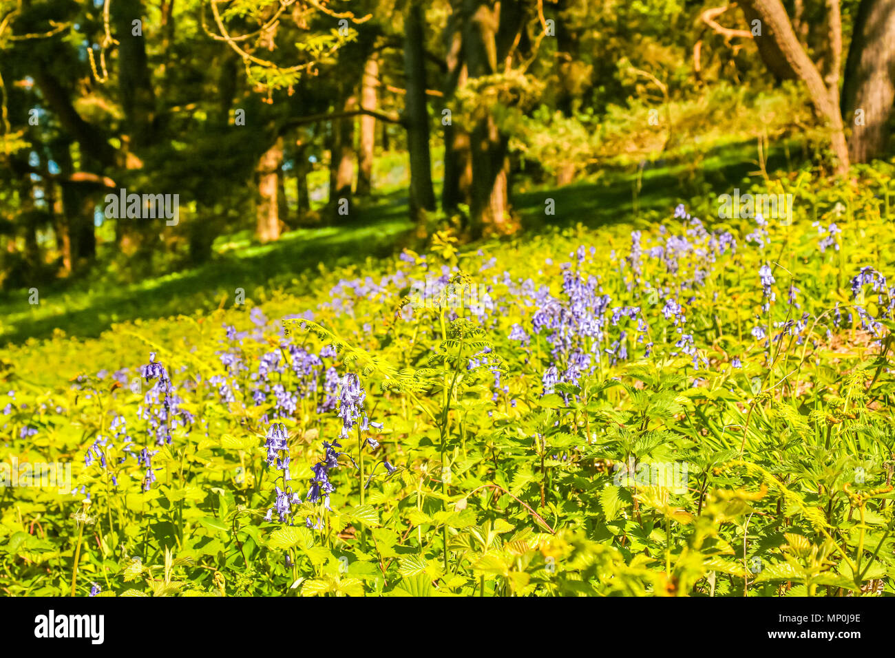Elgar trail hi-res stock photography and images - Alamy