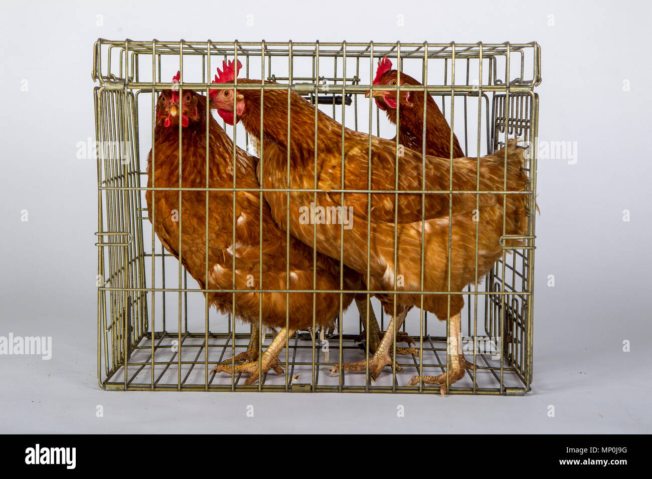 Chickens in a cage Stock Photo - Alamy