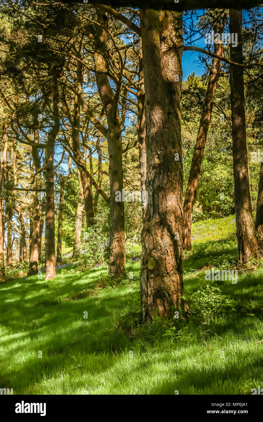 Elgar trail hi-res stock photography and images - Alamy