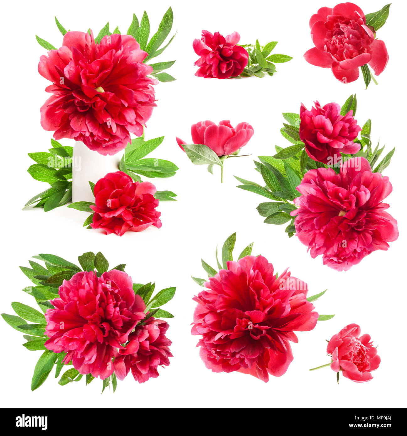 Seamless pattern peony Cut Out Stock Images & Pictures - Alamy