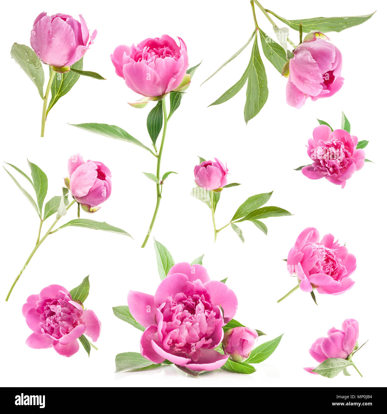 Pink Peony flowers isolated on white Stock Photo - Alamy