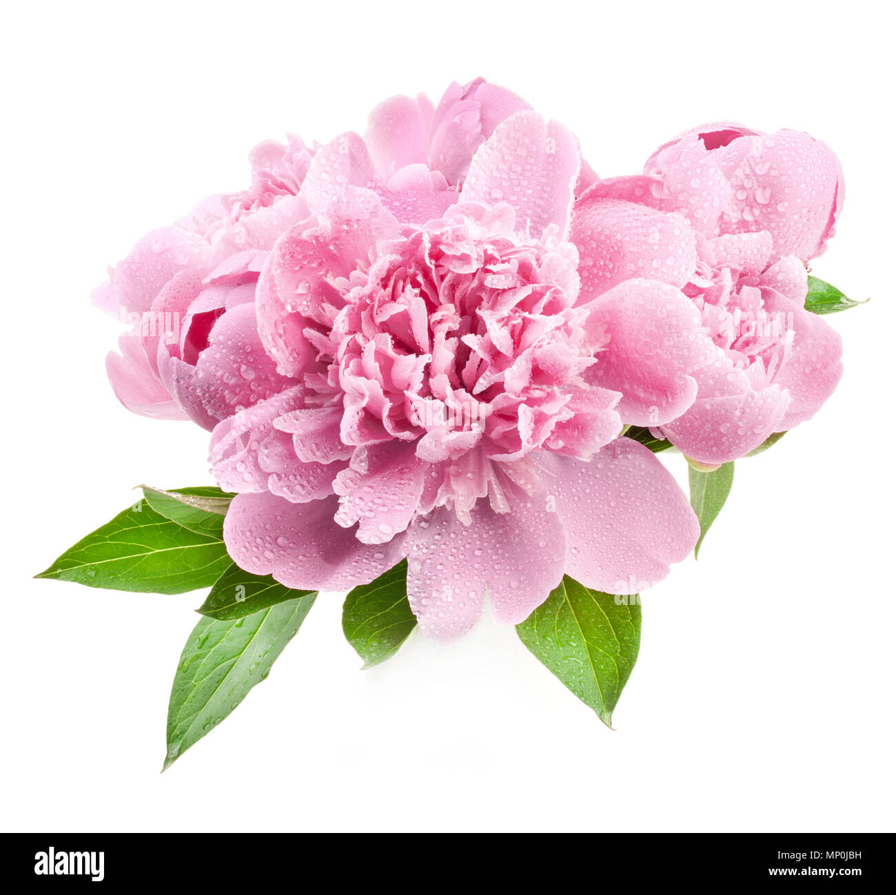 Peony wild flowers bouquet Cut Out Stock Images & Pictures - Alamy