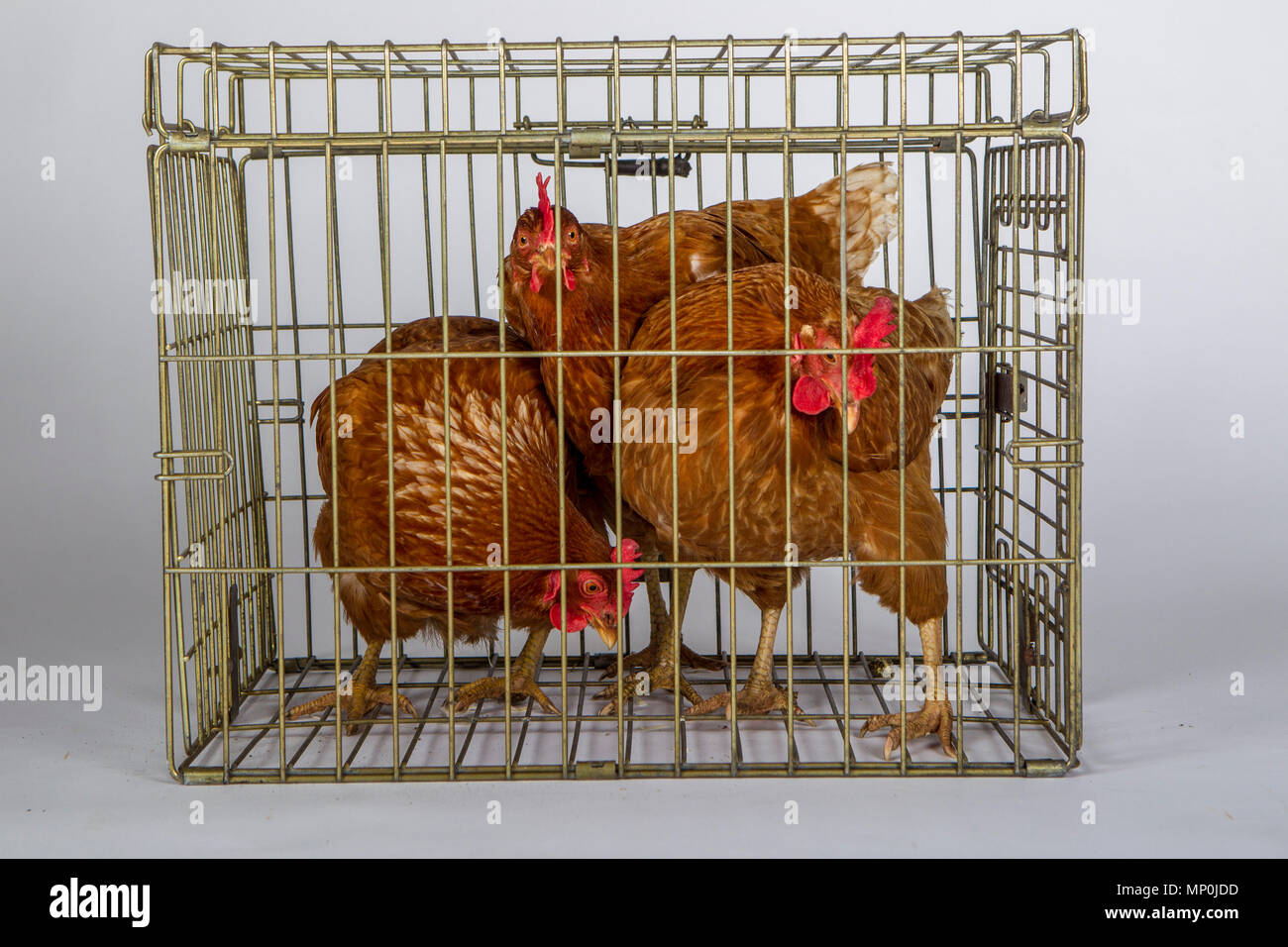 Chicken in a cage hi-res stock photography and images - Alamy