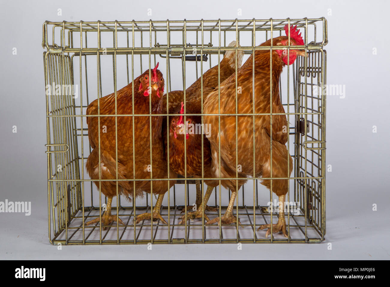 Chickens in a cage Stock Photo - Alamy