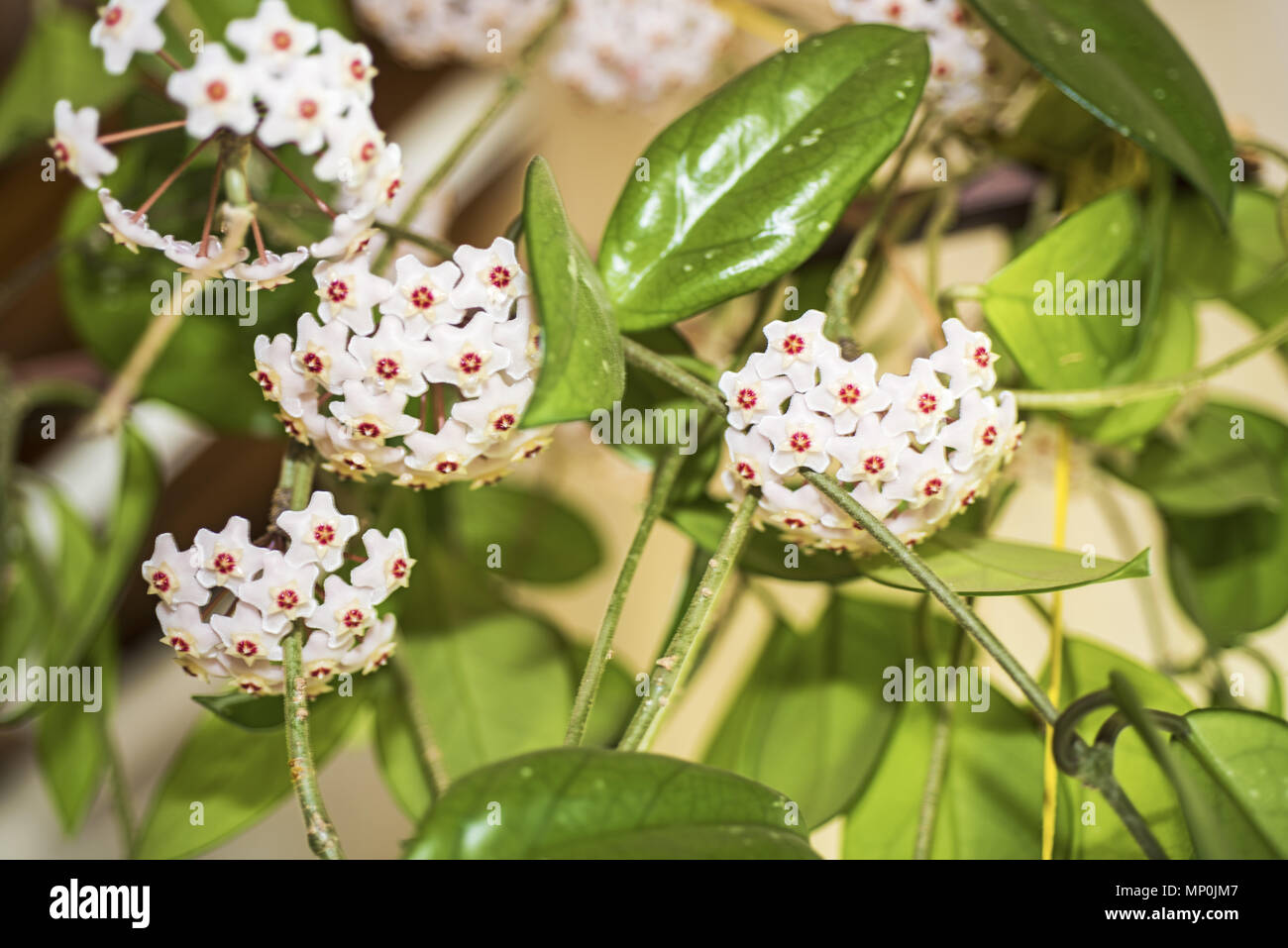How to care for hoya hi-res stock photography and images - Alamy