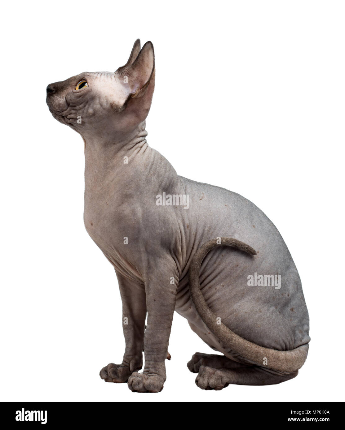 Сute Canadian sphinx isolated on white background with clipping path ...