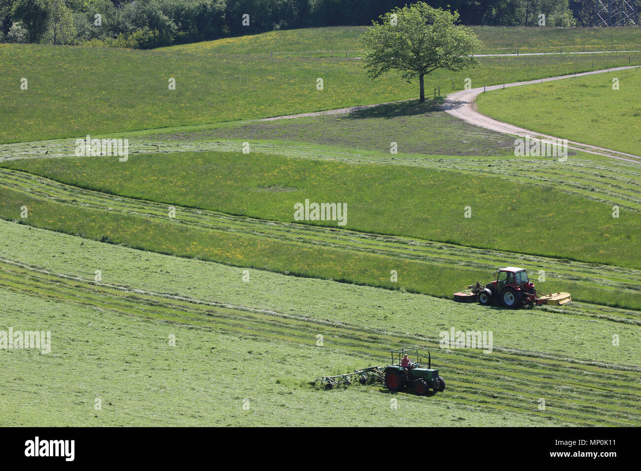Farmers harvest a field with the help of agricultural machinery ...