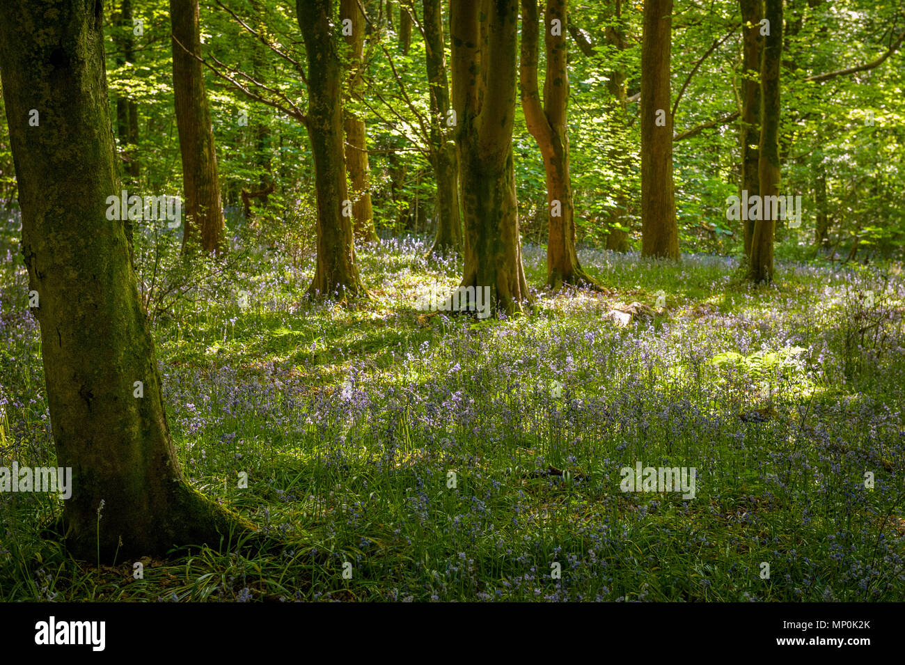 Dappled shade at The Wenallt, an area of ancient woodland on the ...