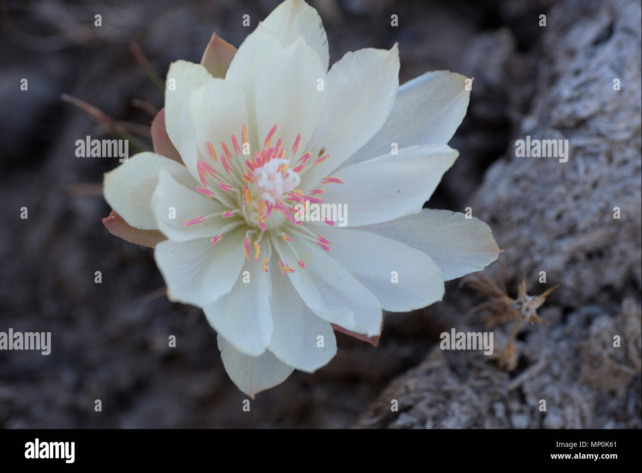 Lewisia rediviva hi-res stock photography and images - Alamy