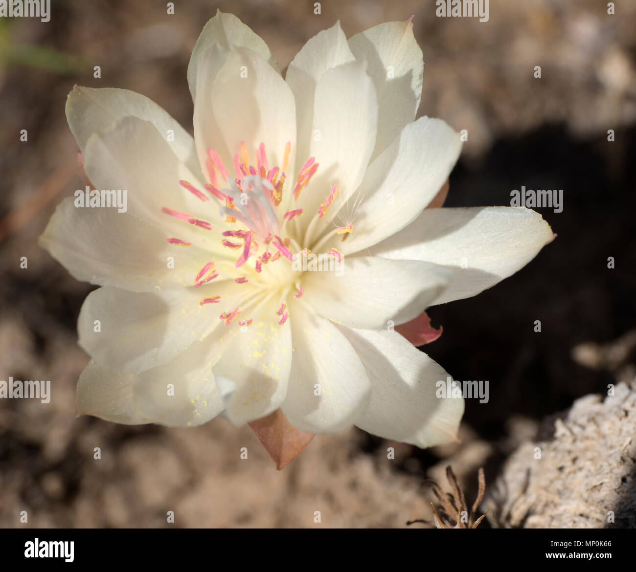 Lewisia Rediviva High Resolution Stock Photography and Images - Alamy