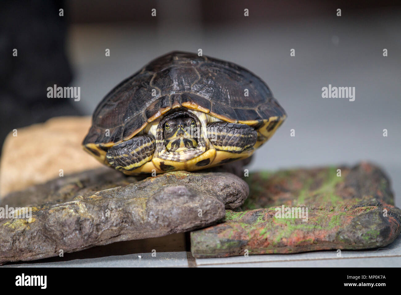 terrapin sitting on rocks Stock Photo - Alamy