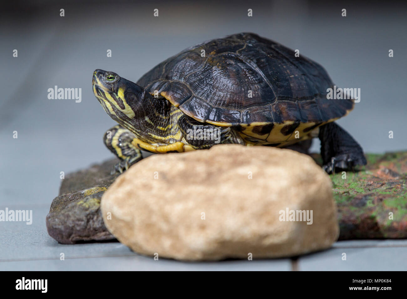 Striped rocks hi-res stock photography and images - Alamy