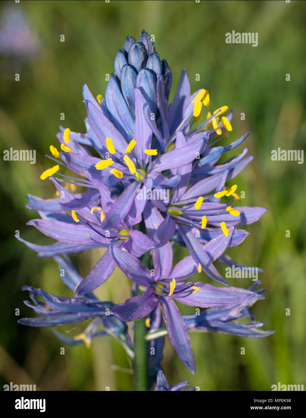 Camas camassia hi-res stock photography and images - Alamy