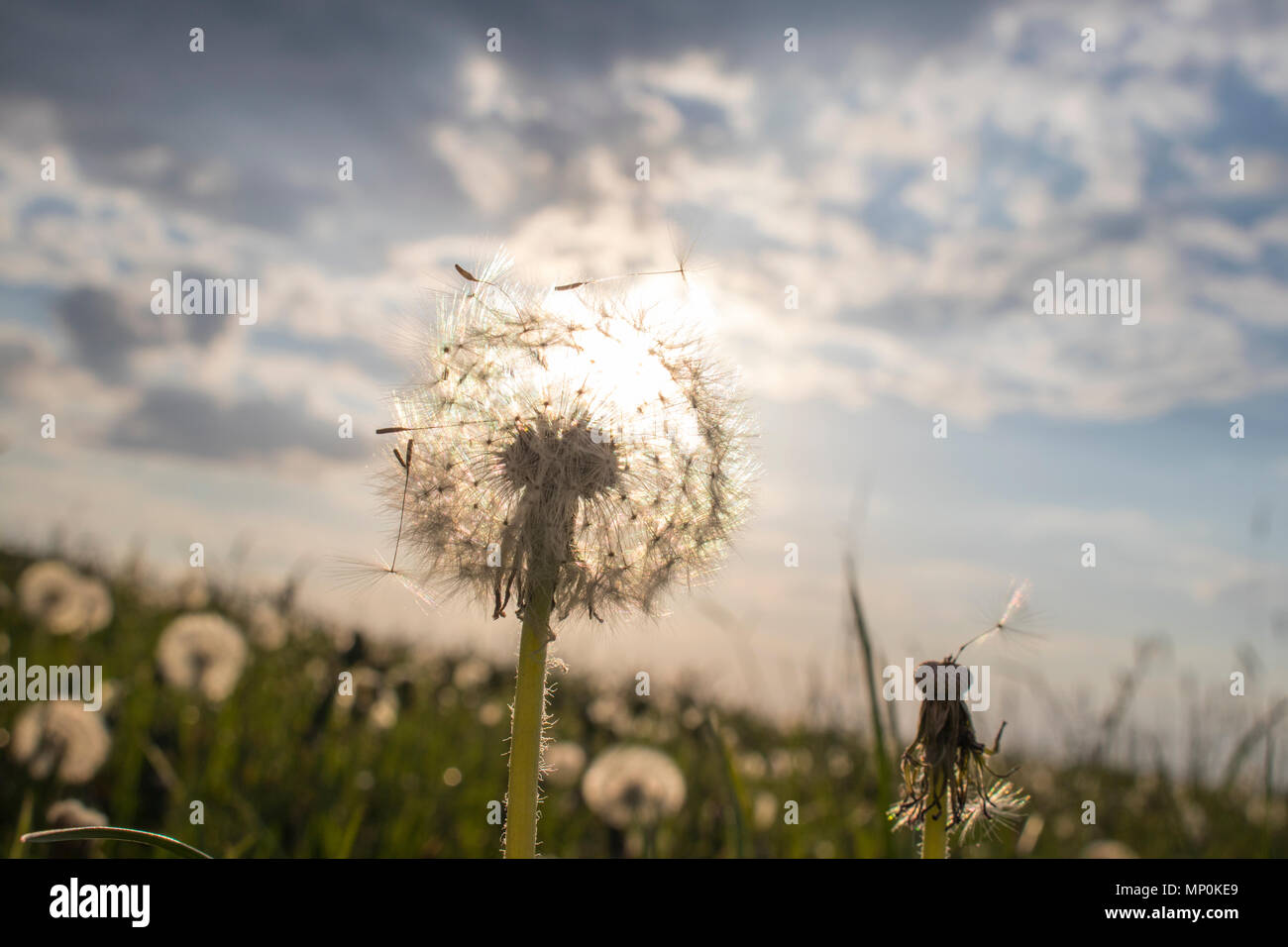 The dandelion countryside Stock Photo - Alamy