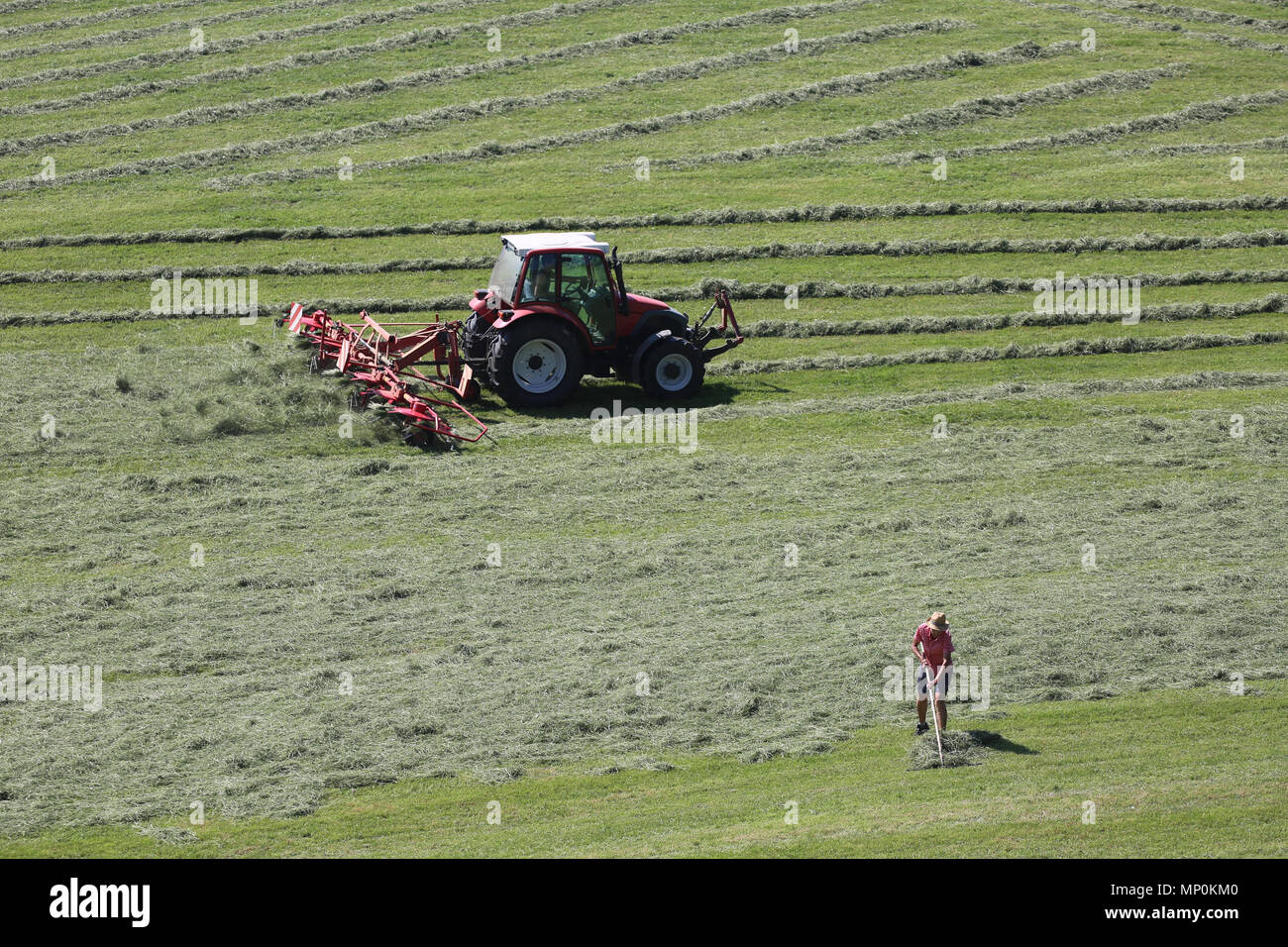 Farmers harvest a field with the help of agricultural machinery ...