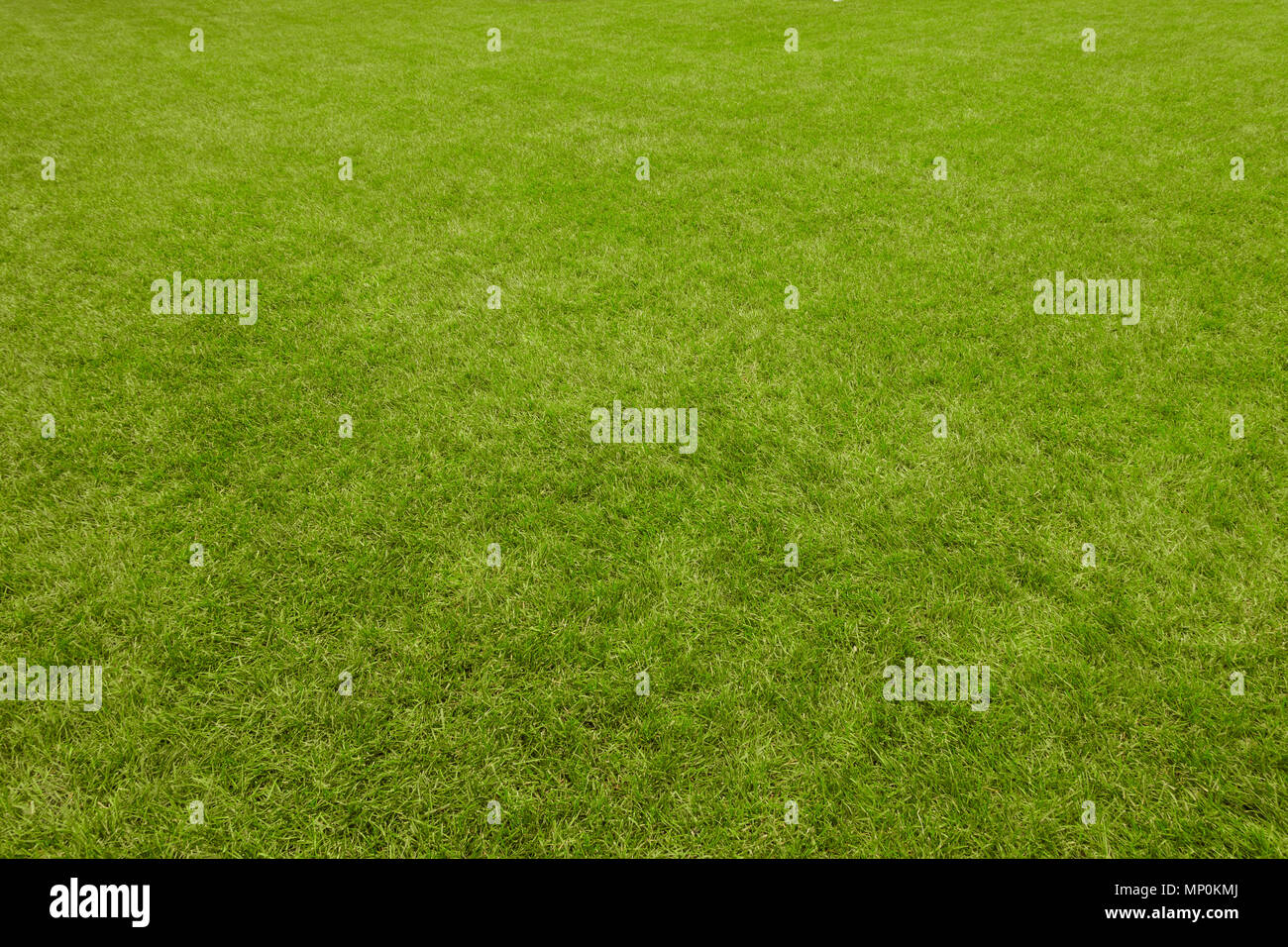 Cut green grass hi-res stock photography and images - Alamy