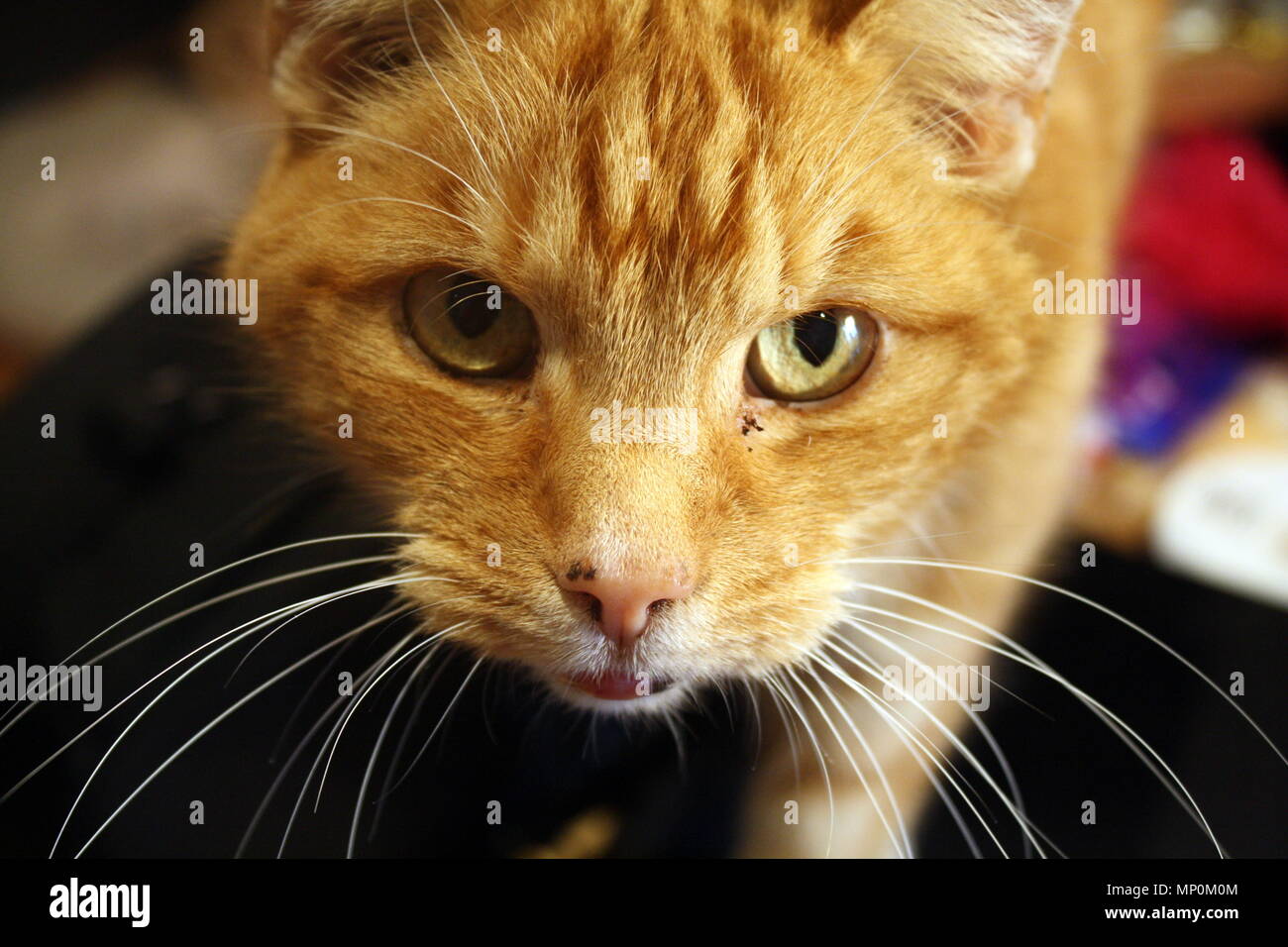 Old Ginger tom cat Stock Photo - Alamy