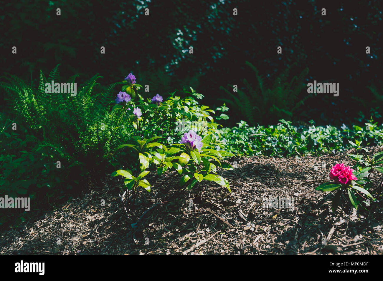 small rhododendron bloom in city park in spring shot at shallow depth ...