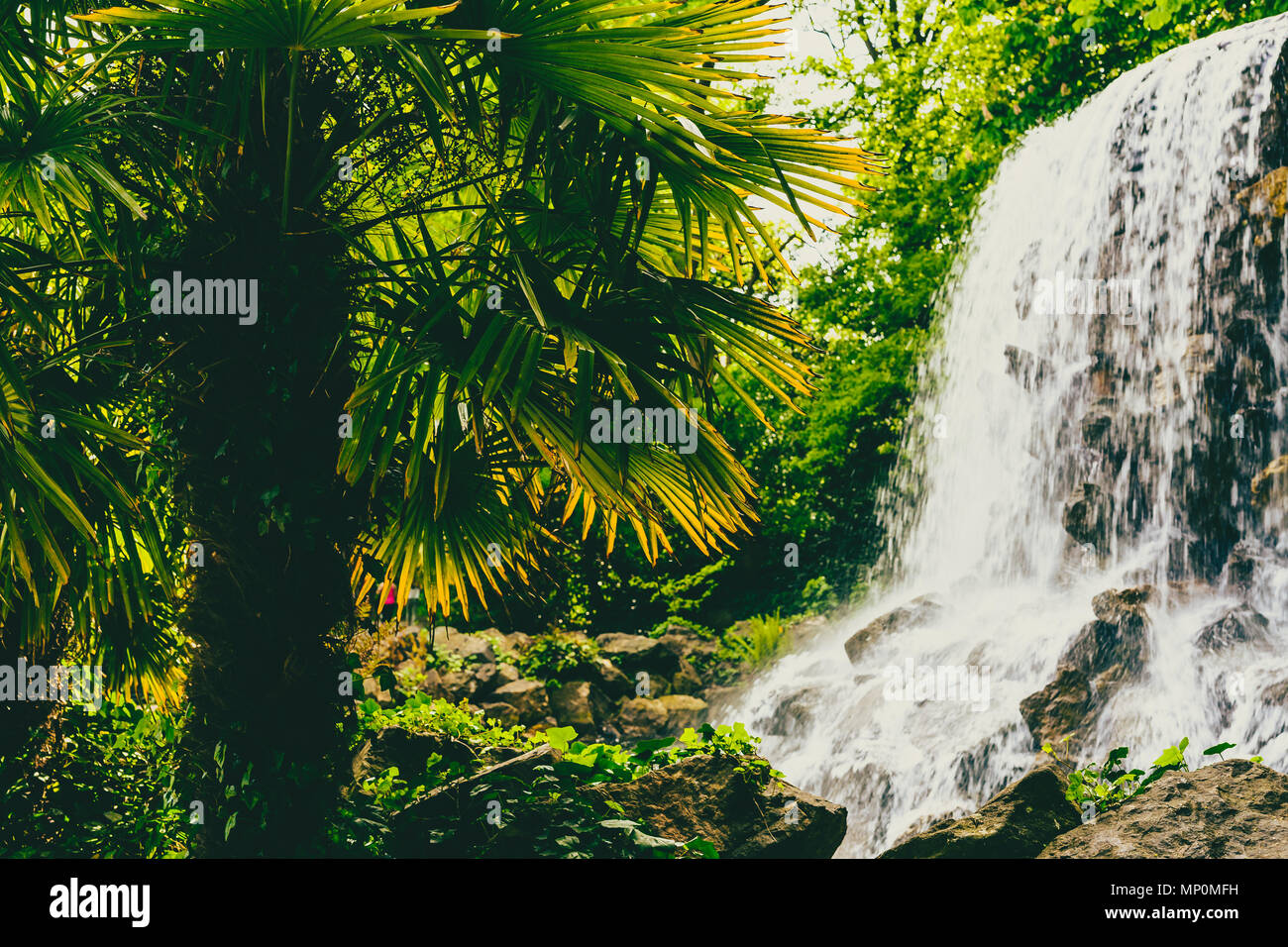 small waterfall with palm tree in public garden surrounded by greenery ...