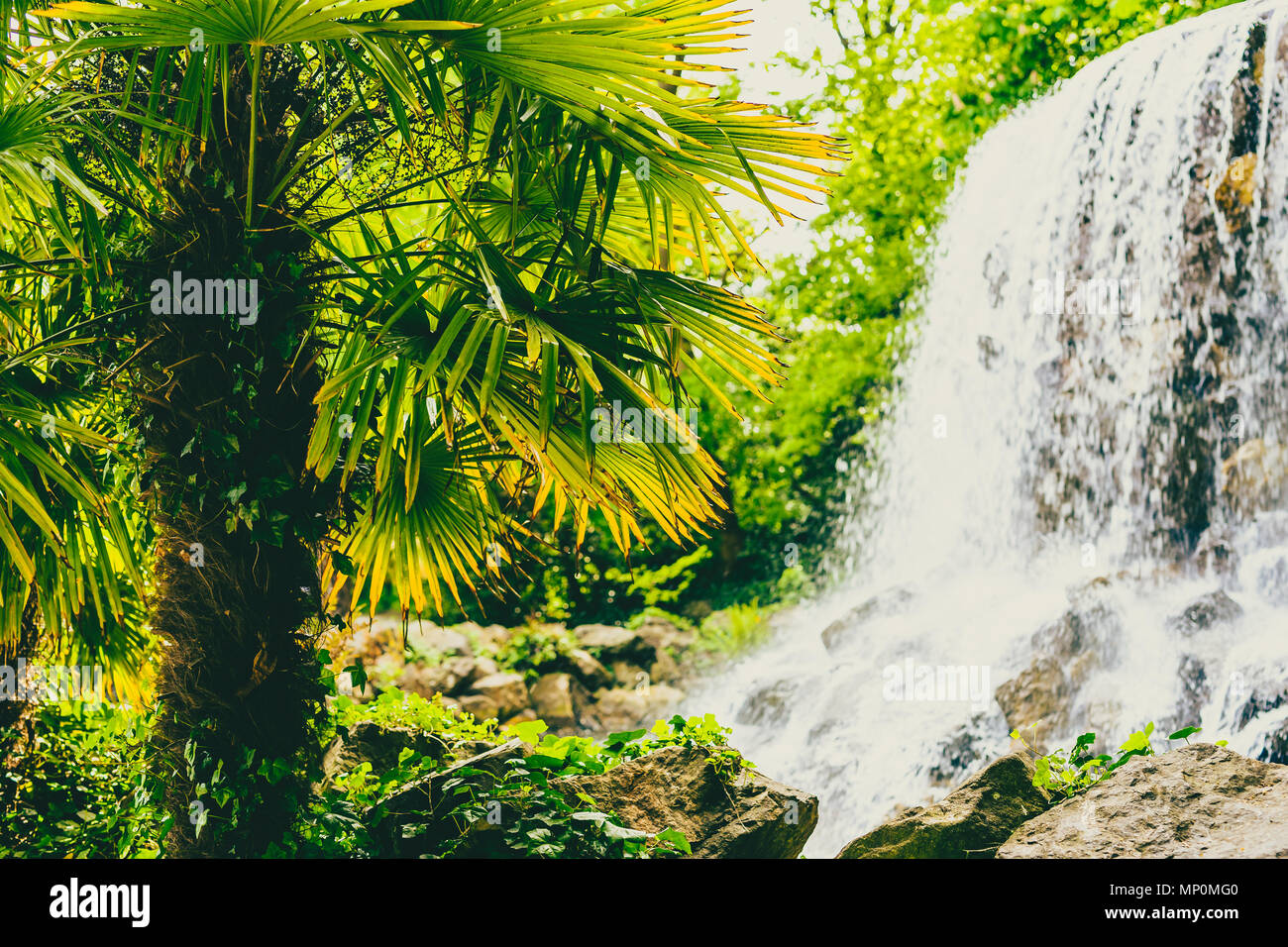 small waterfall with palm tree in public garden surrounded by greenery ...
