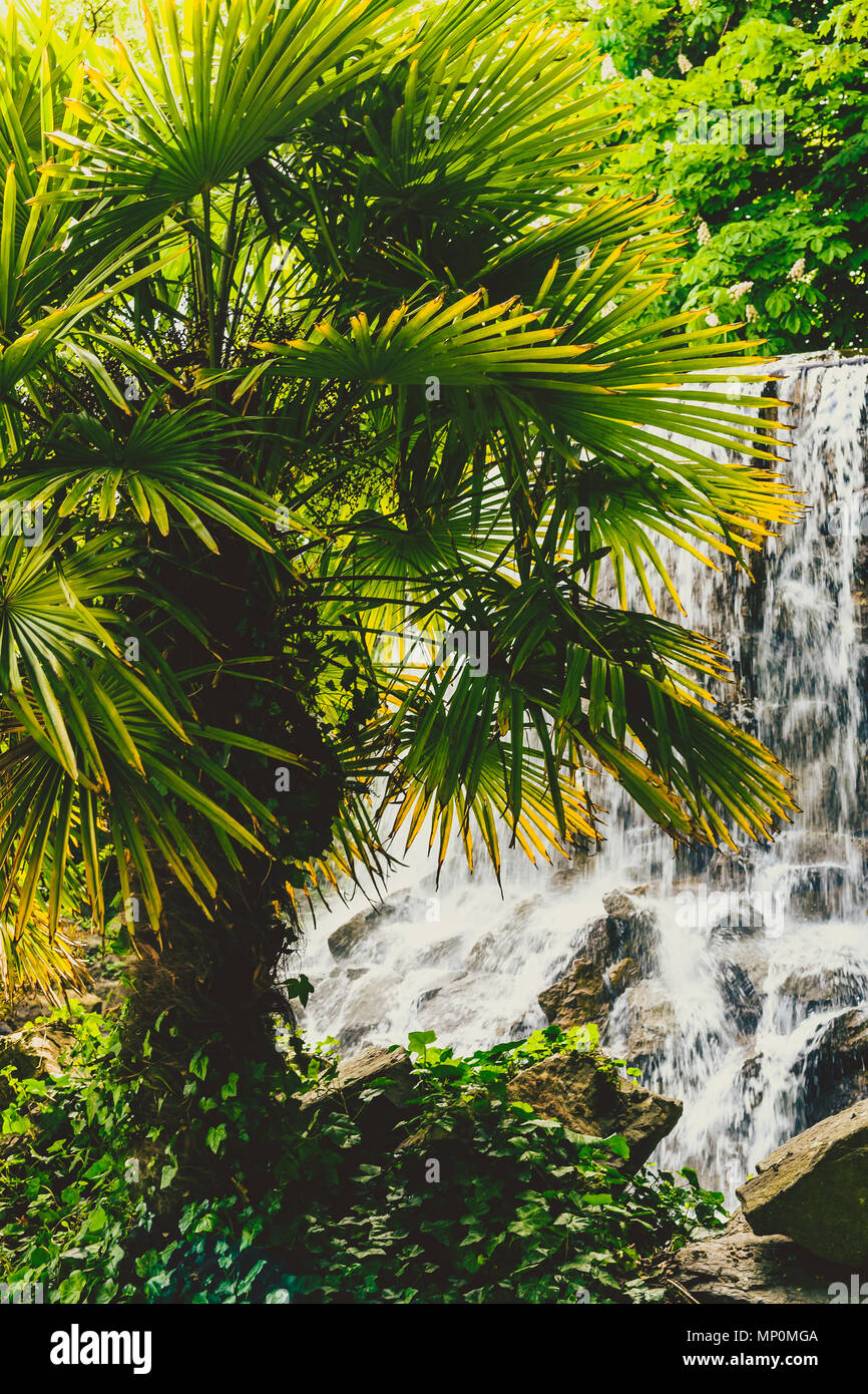 small waterfall with palm tree in public garden surrounded by greenery ...