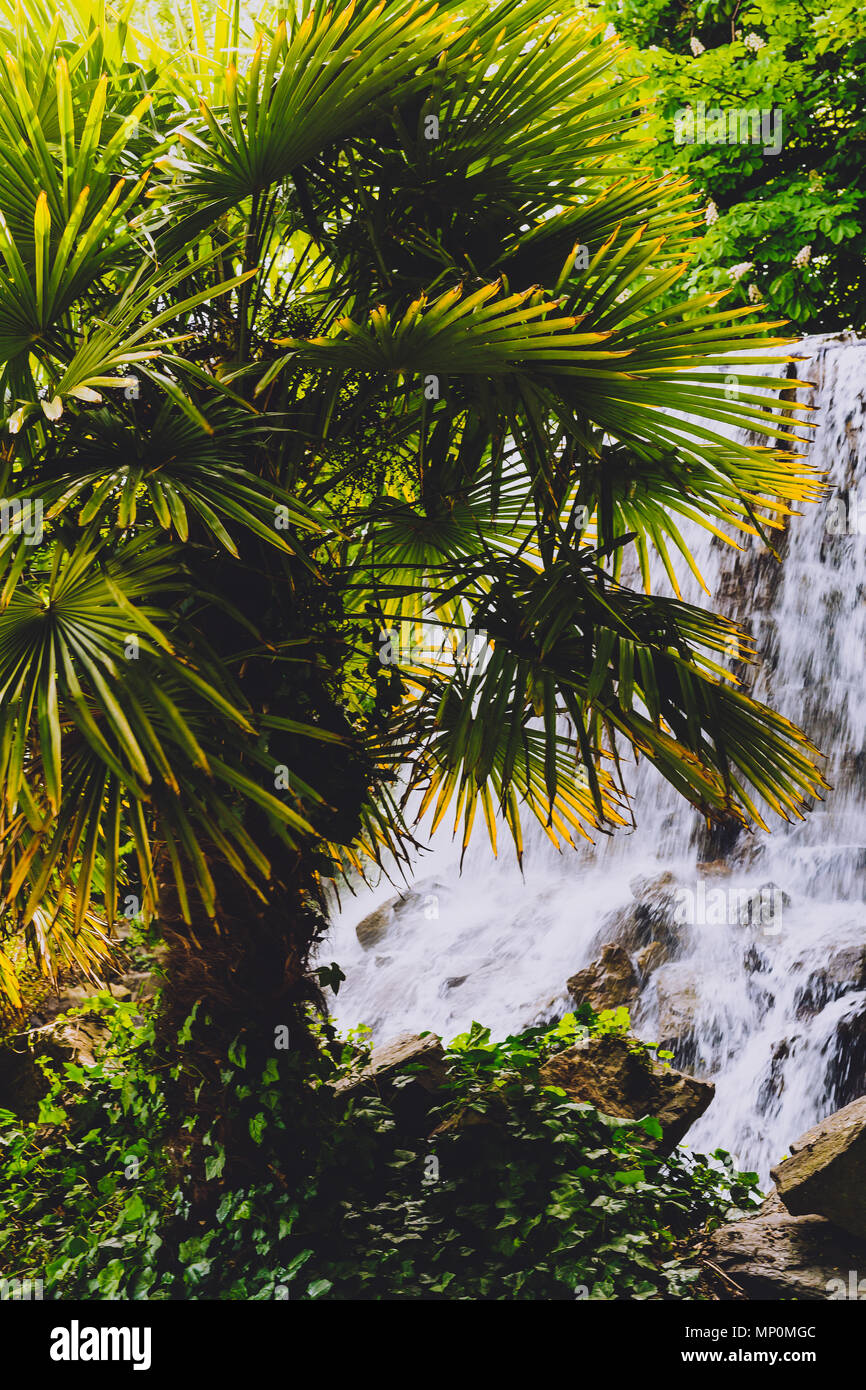 small waterfall with palm tree in public garden surrounded by greenery ...