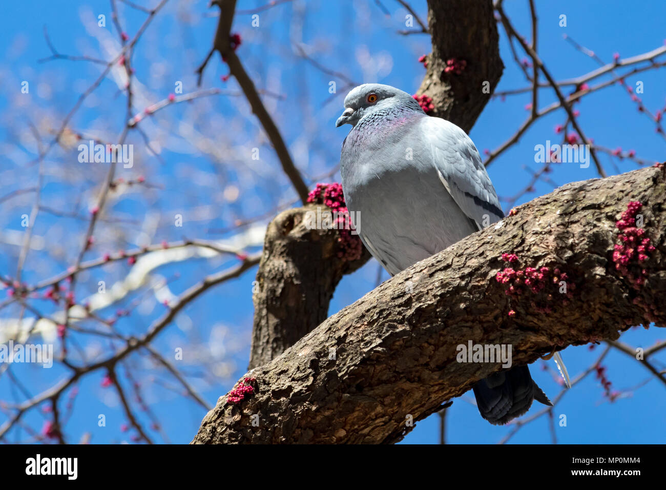 Fat pigeon hi-res stock photography and images - Alamy
